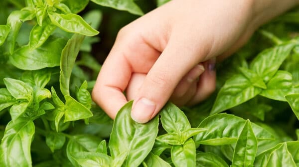Basil's Temperature Tolerance [Simple Guide] - Herbs Within