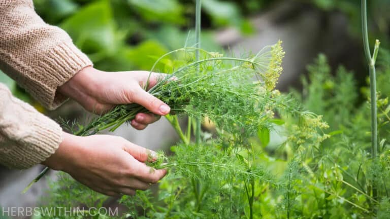 How To Trim Dill [Simple 2024 Methods] - Herbs Within
