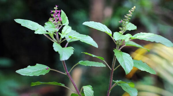 Holy Basil vs. Basil [Super Simple] - Herbs Within
