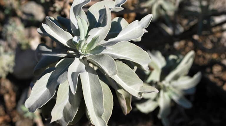 How To Grow White Sage [Super Simple] - Herbs Within