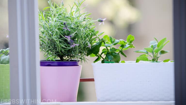 Full Sun Herbs [2024 List] - Herbs Within