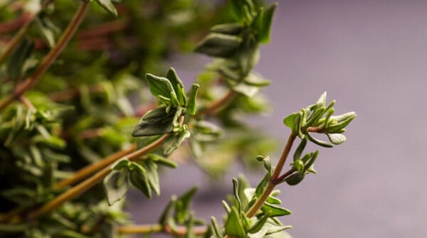 Thyme Cuttings [Simple Guide] - Herbs Within