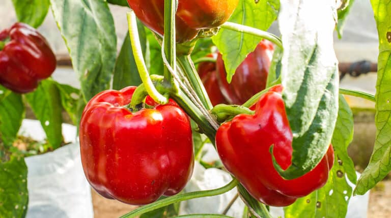Growing Peppers Indoors With Grow Lights [Guide] - Herbs Within